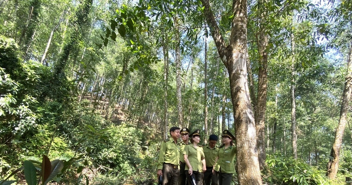 Gia Lai ramps up reforestation to 42,500 hectares in 2026 after storm ...