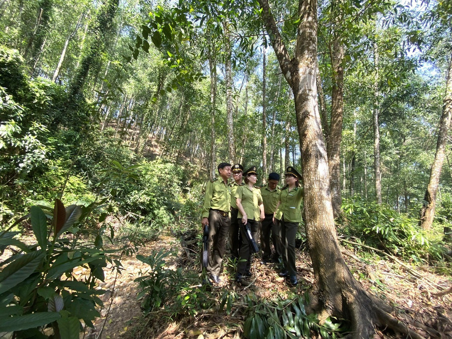 Gia Lai ramps up reforestation to 42,500 hectares in 2026 after storm ...